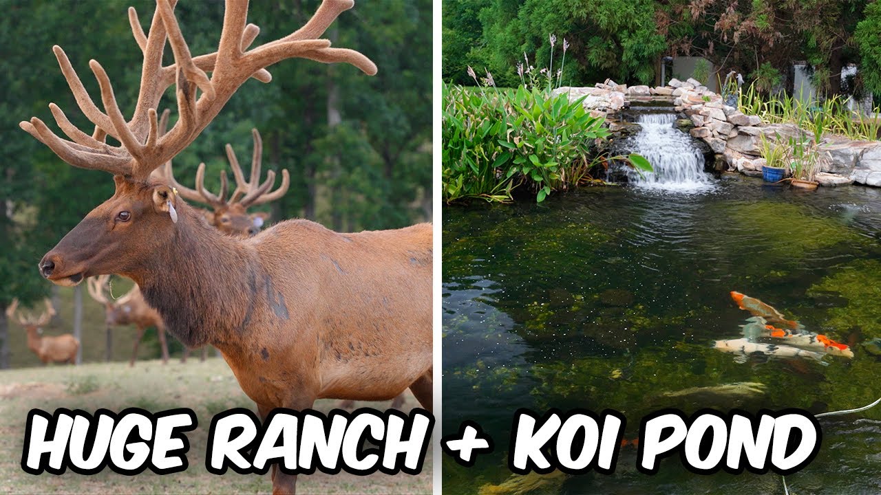 Koi Pond, 25 Acre Lake and Red Stags - Huge Ranch! (pt 3) - YouTube