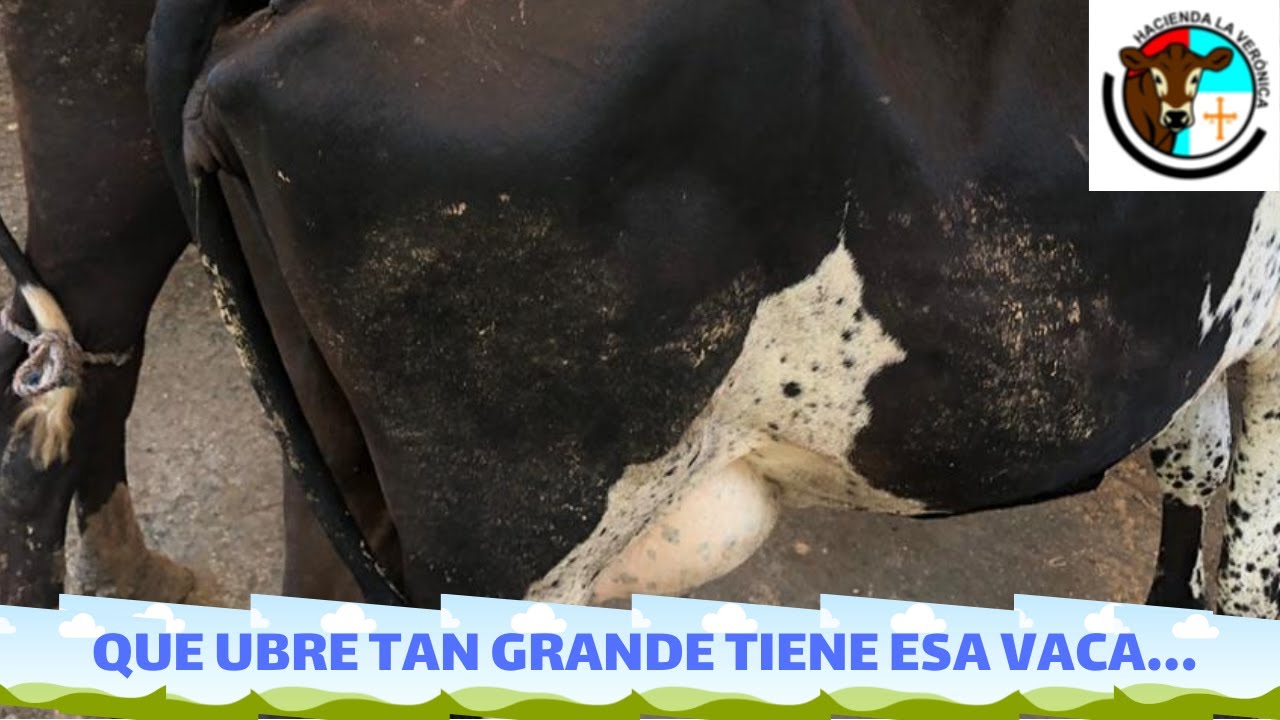 QUE UBRE MAS GRANDE TIENE ESA VACA - YouTube