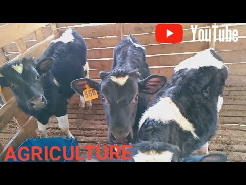 HOW TO RAISE CALVES FOR VEAL MEAT. VEAL MEAT FARMING - YouTube