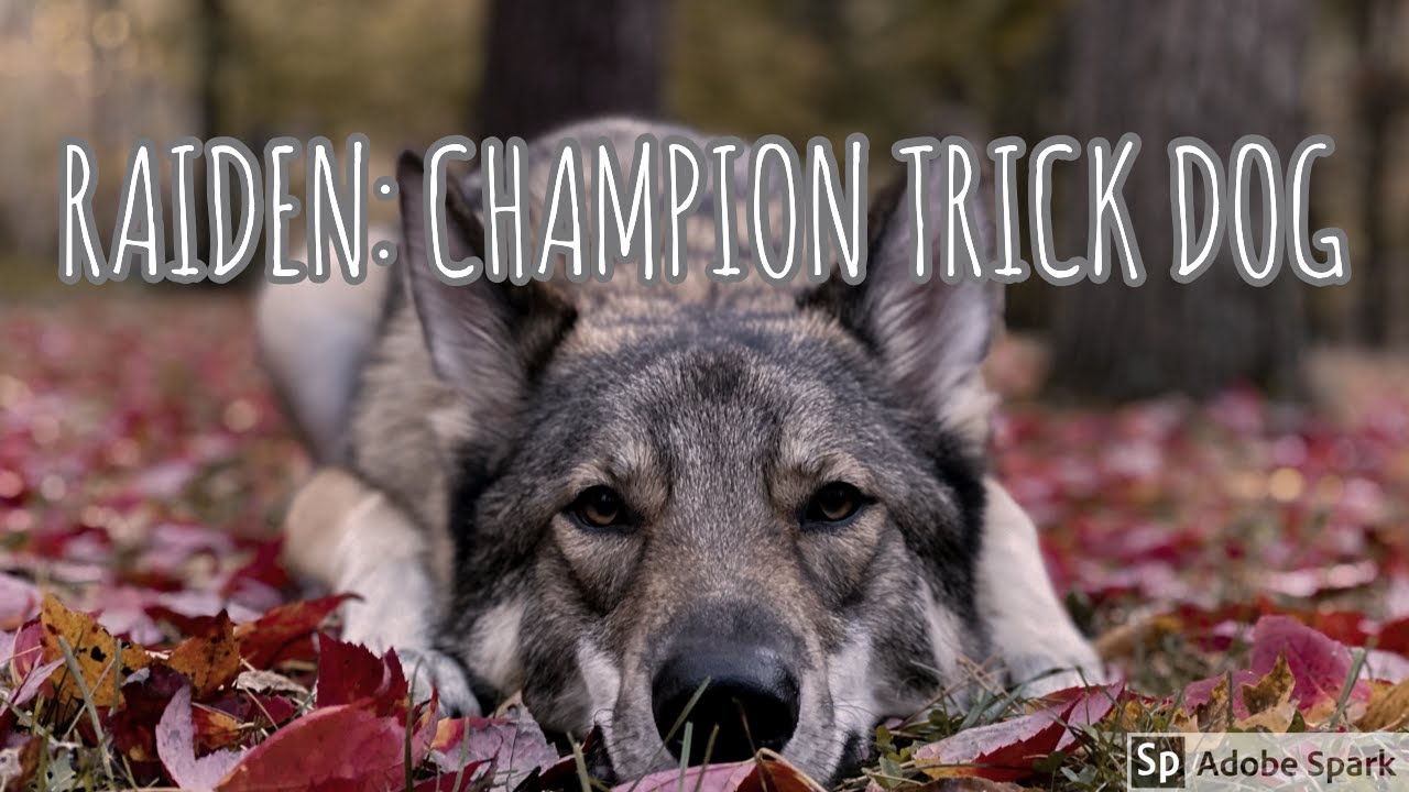 Raiden: Trick Dog Champion Submission - YouTube