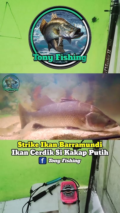 Strike Ikan Barramundi Ikan Cerdik Si Kakap Putih #mancing #Strike #barramundi #kakapputih - YouTube