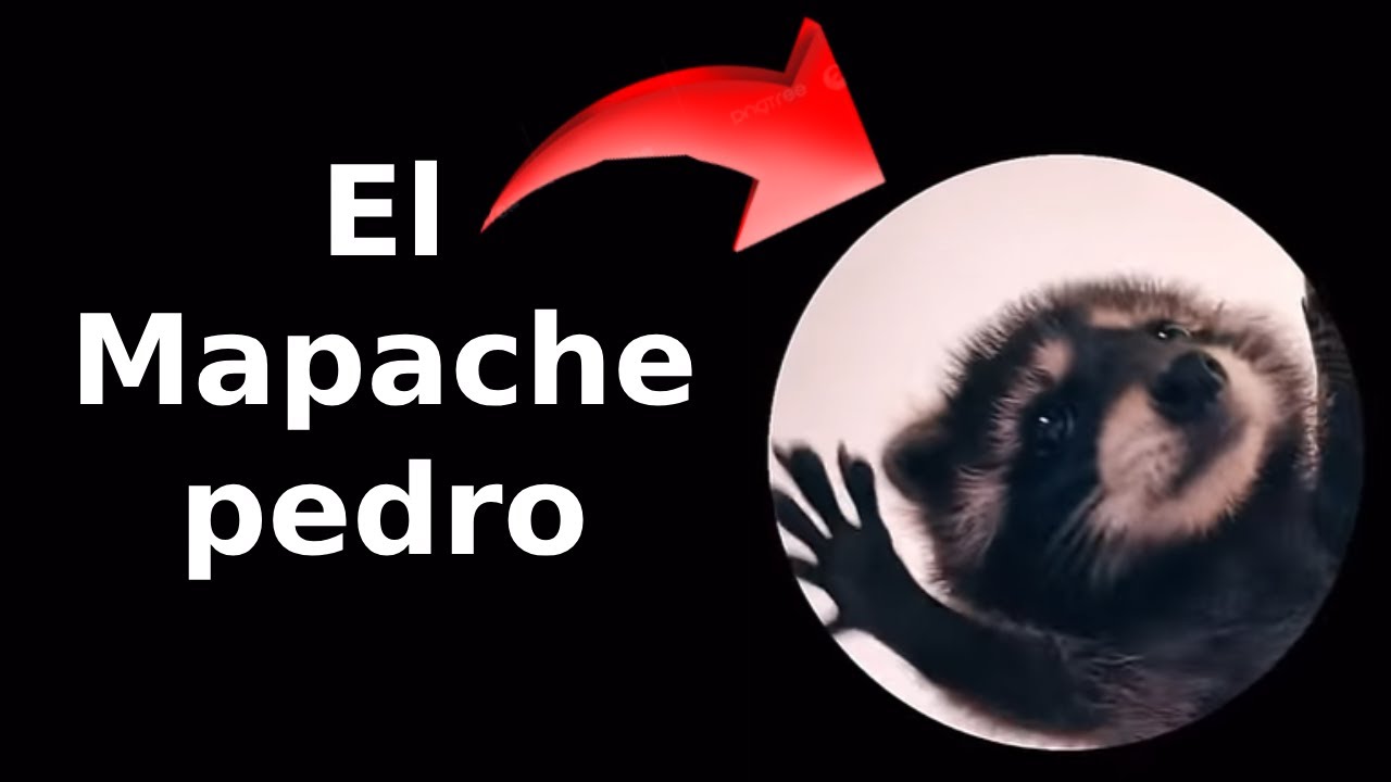 ORIGEN del video del MAPACHE BAILANDO - YouTube