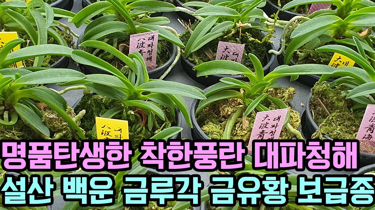 명품탄생한 착한풍란 대파청해 설산 백운 금루각 금유황 보급종 풍란부귀란 꽃밭에서 난원 난테크 재테크 식테크 초특가 춘란 Orchid 반려식물 명품풍란 키우기 정원 도시