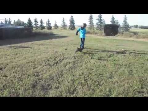 WD pup runing with a boy