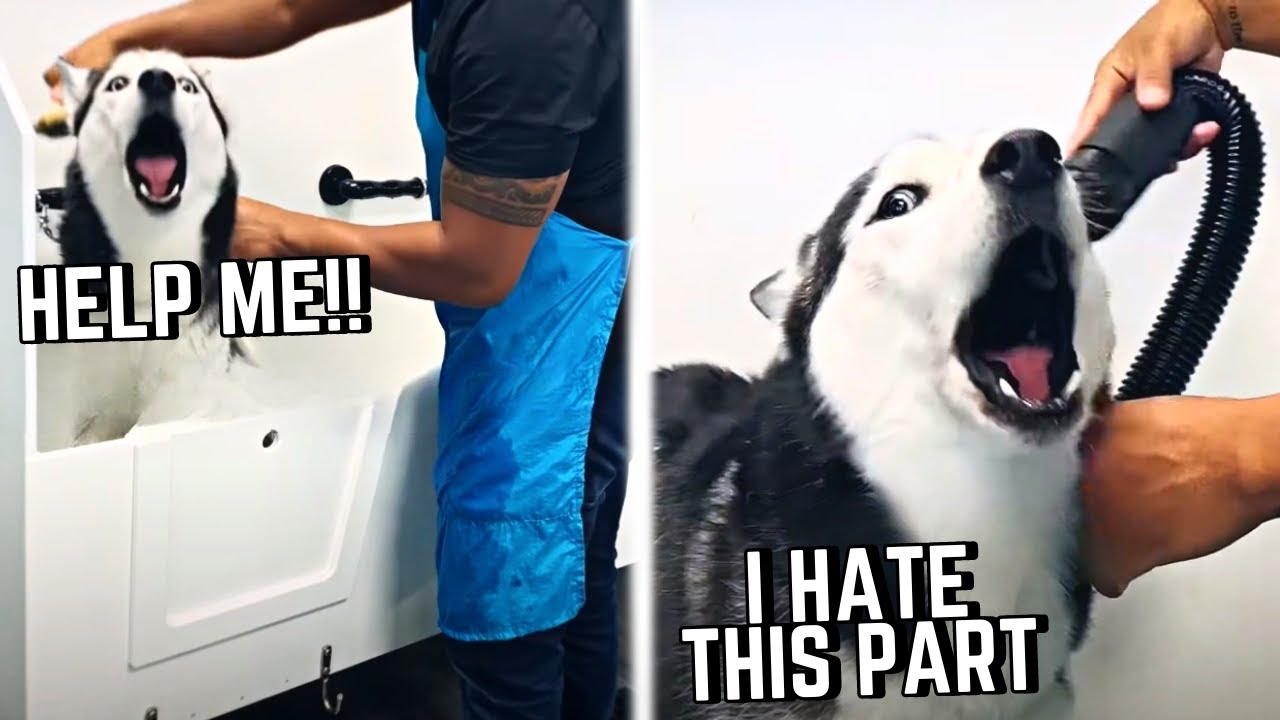 Dramatic dog gets DRIED!!! PART 2 OF GROOMING MY DOG - YouTube