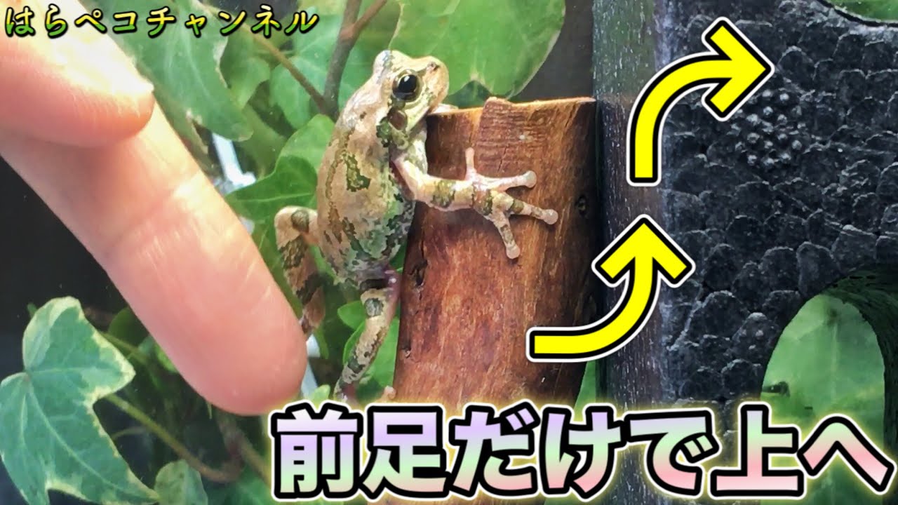 前足で移動するアマガエル /【Tree frog with paralyzed hind legs】 - YouTube