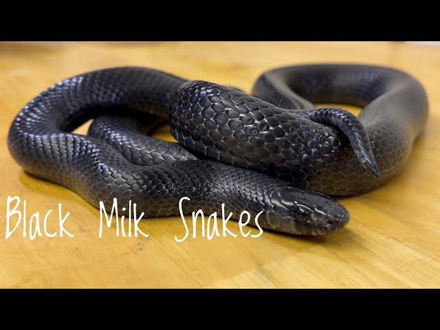 Black Milk Snake Tangerine Honduran Milk Snake For Sale | Tangerine