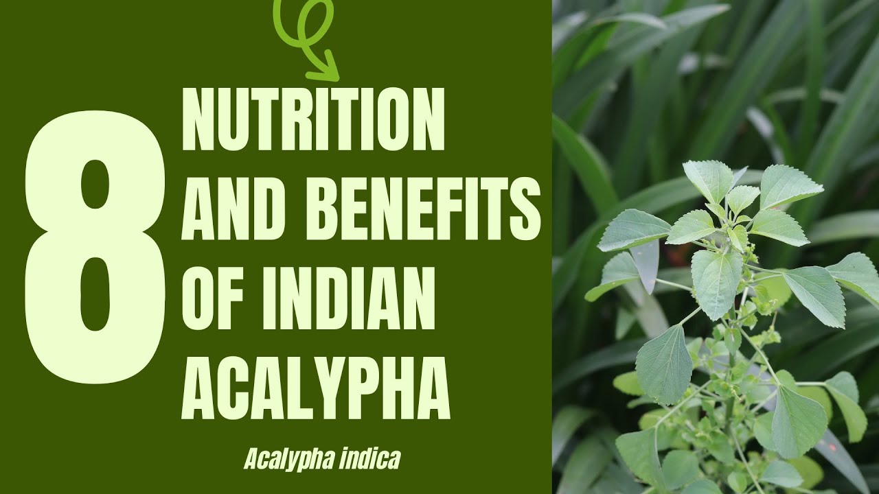 8 Medical Uses and Health Benefits of Indian Acalypha (Acalypha indica ...