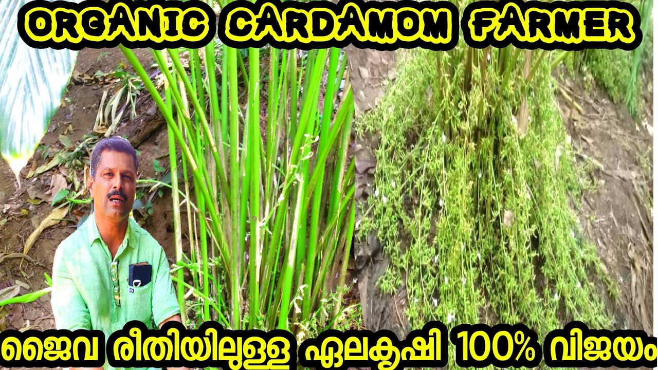 How to grow Cardamom from seeds in 2022,How to grow elaichi at home ...