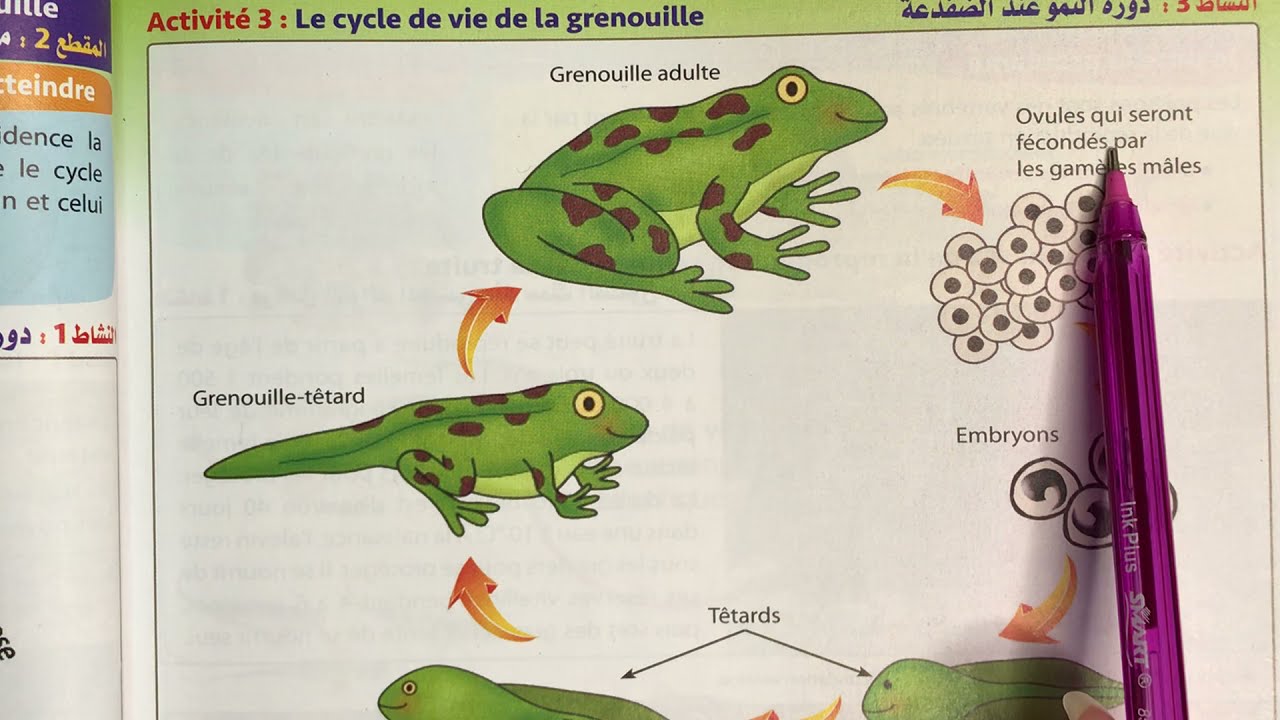 Univers+ SVT 2 AC. La reproduction chez les animaux séquence 2 - YouTube