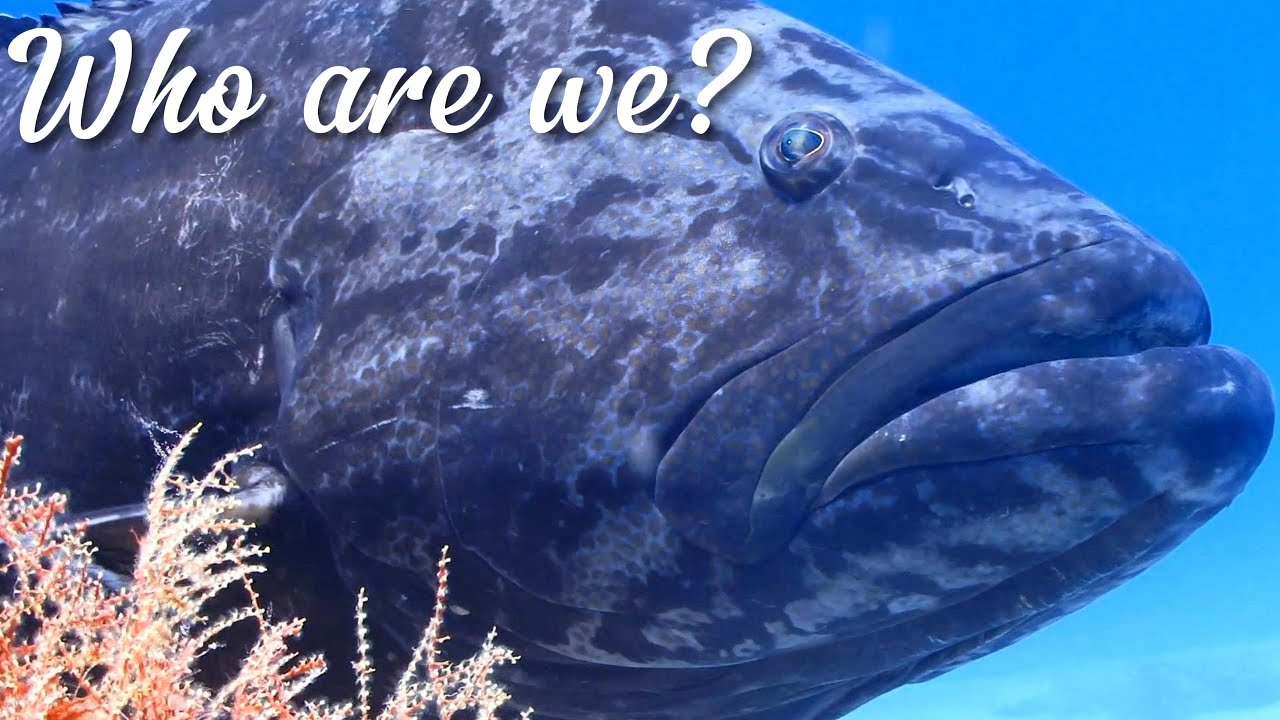 Meet Red Groupers: Fun facts for Kids | Discover Kids Universe | Wonder ...
