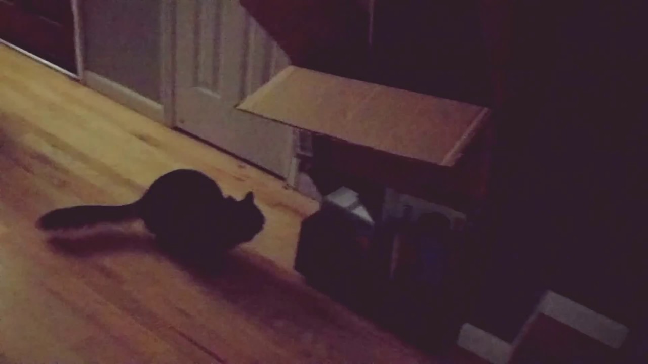 Cat cardboard fail - YouTube