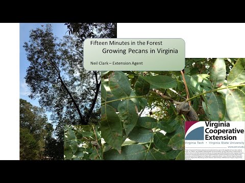 When Do Pecan Weevils Appear In Northeast Alabama