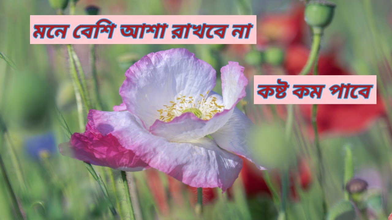 মনে কোনো আশা রাখবে না তাহলেই ভালো থাকবে by Bijoya Roy. Motivational ...