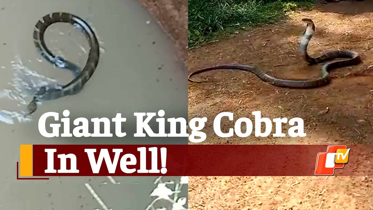 Watch Giant King Cobra Rescue From Well | OTV News - YouTube