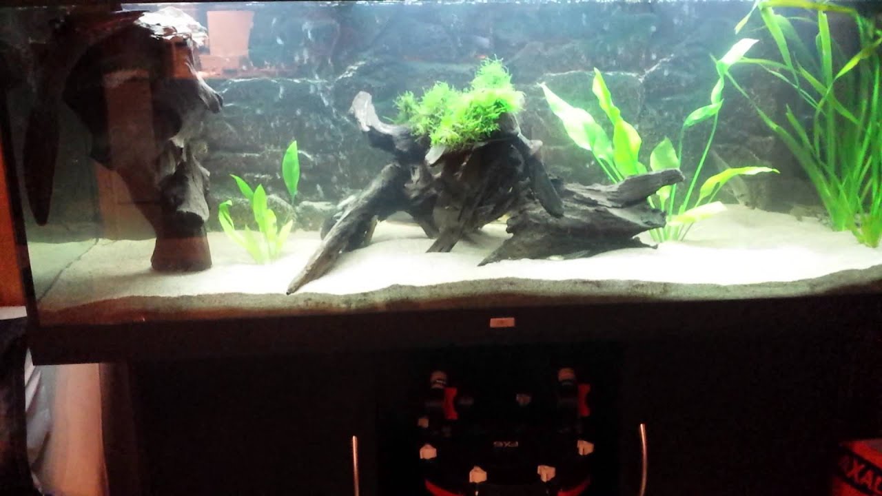 Monster fish/aquarium: my new fish - YouTube
