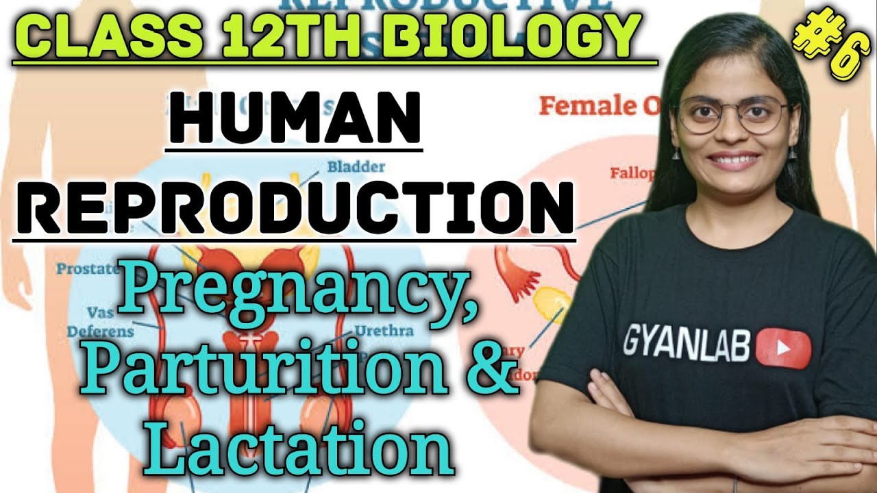 Class 12 Biology | Human Reproduction | Pregnancy, Parturition ...