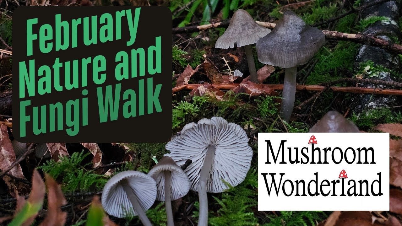 Relaxing Nature and Fungi ID Walk- Feb 2025 - YouTube