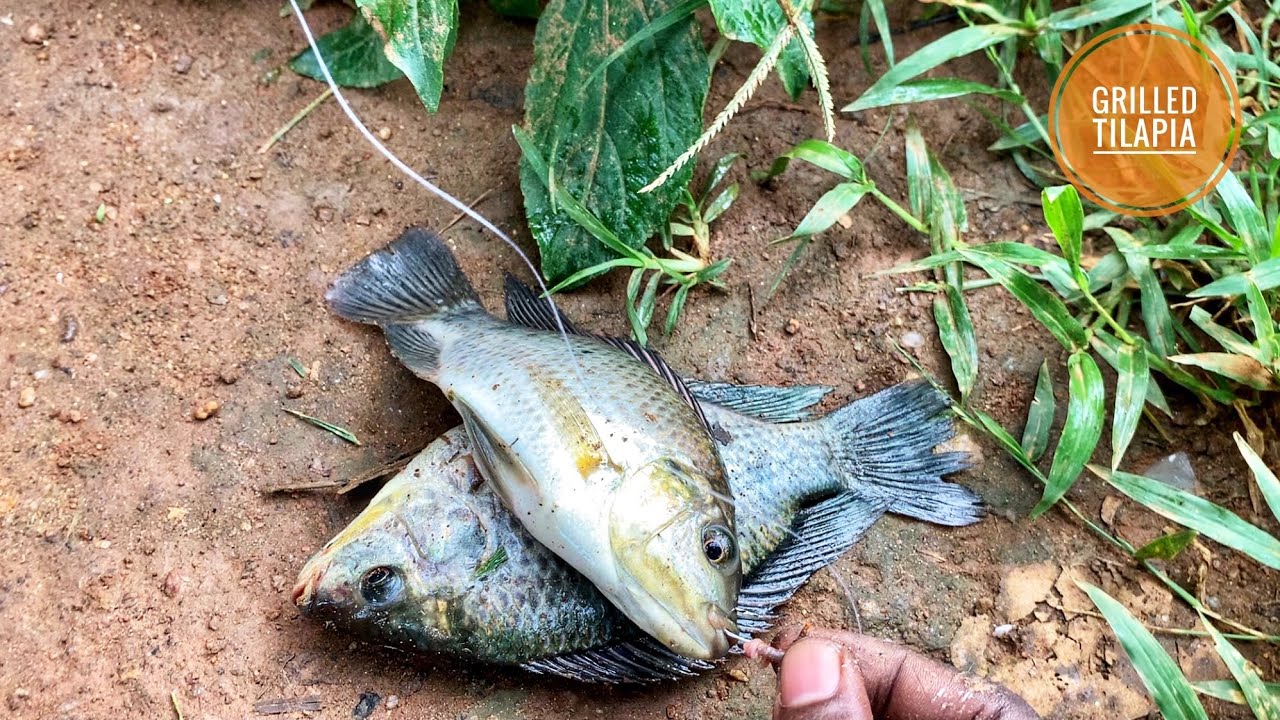 Fresh water fishing and Cooking Fried fish with Kachi Kilangu(Tapiocca ...