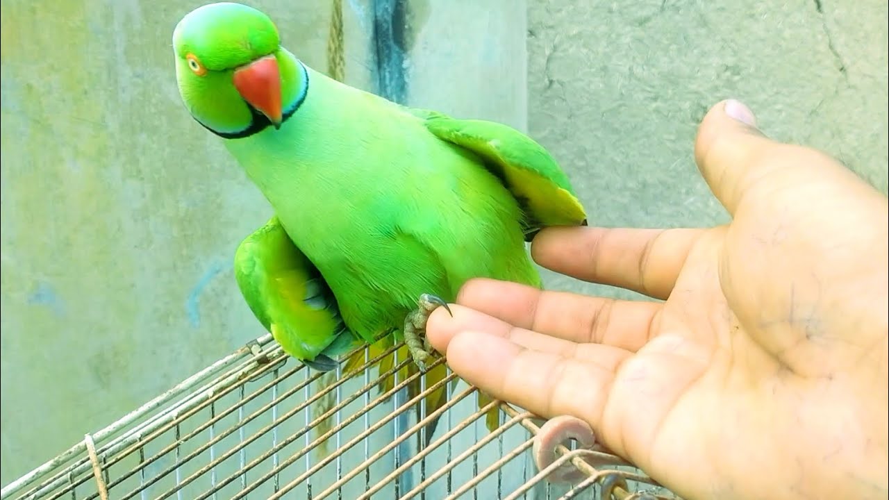 wow amazing parrot talking parrot Ki Masti check Kara - YouTube
