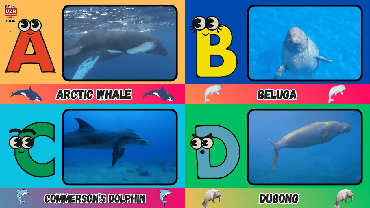 ABC Marine Mammals Song 🐋 | A to Z Ocean Phonics Fun for Kids | UZR ...