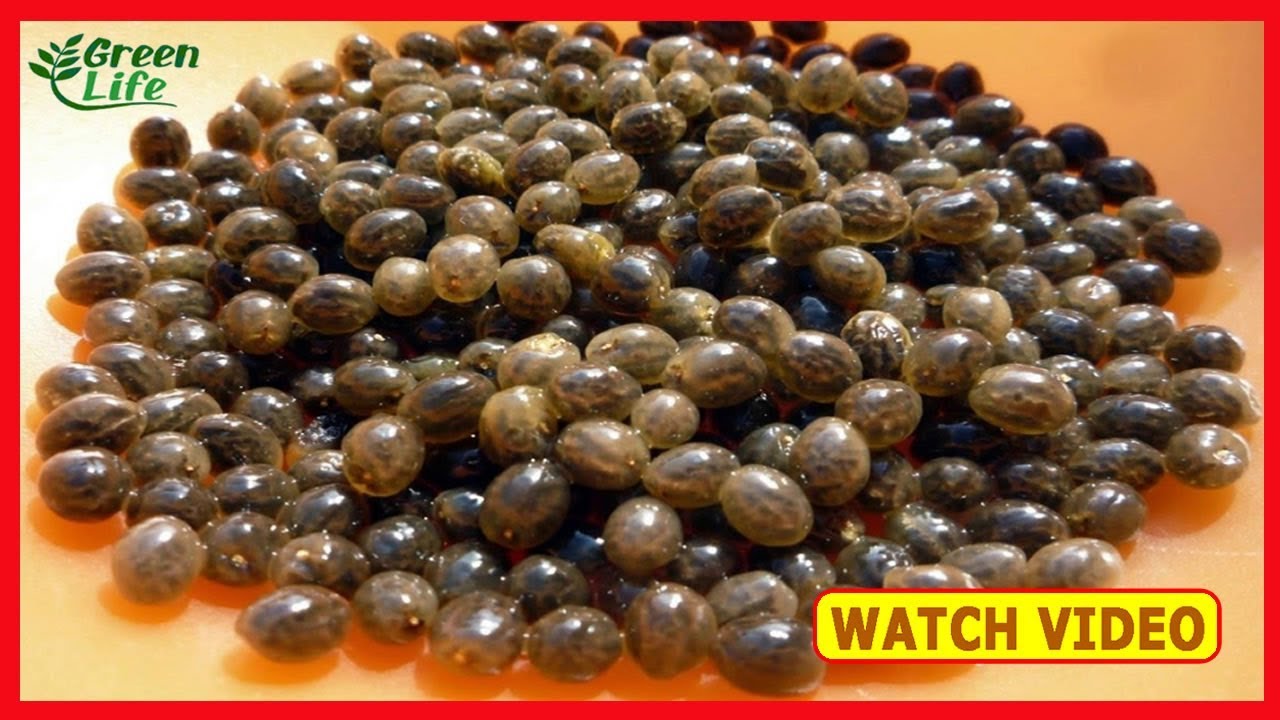 Eliminate all the Clogged Poop and Deflate your Belly With a Single ...