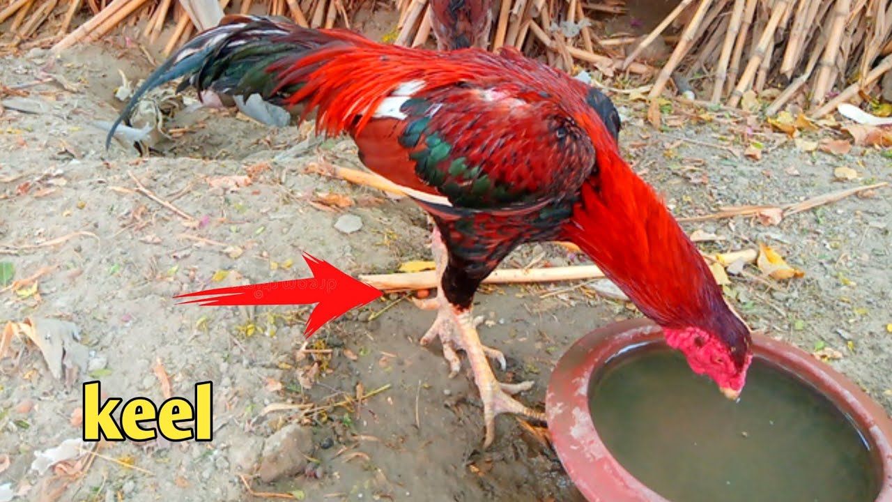 Mianwali Aseel murga in Pakistan - YouTube