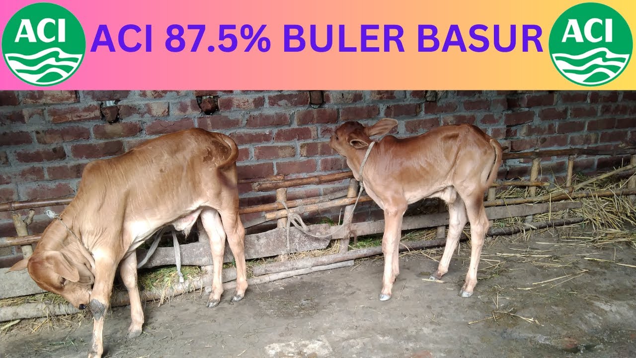 Aci 87.5% buler basur. Age-14 Days - YouTube