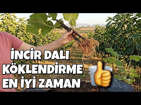 İncir Dalı Köklendirme [KOLAY] 