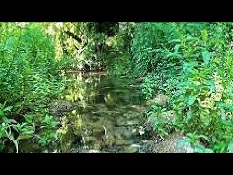 Dinlendirici akarsu sesi.. Doğa, orman, su ve kuş sesleri.. Uyku fon müziği