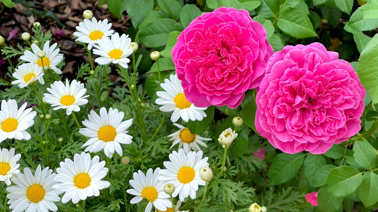 Rose Garden Tour - June 2021 - YouTube