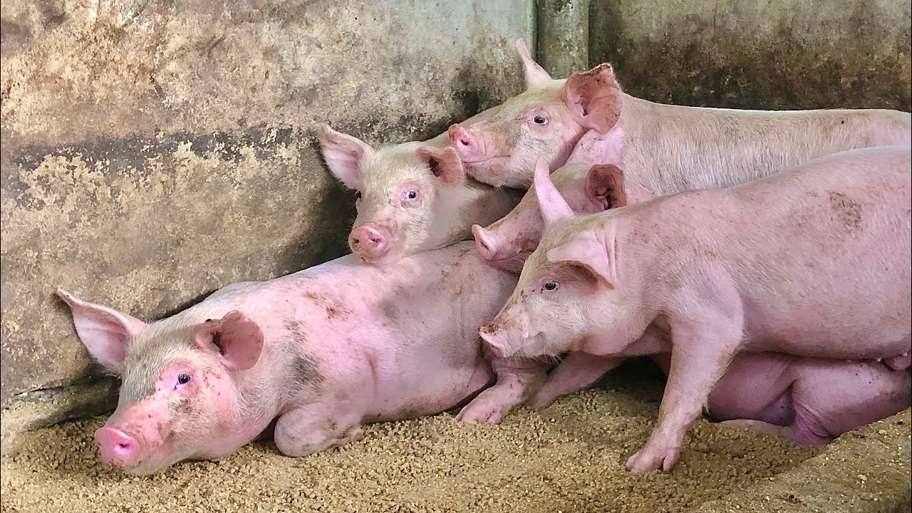 When And How To Wean Your Piglets Without Them Losing Weight - YouTube