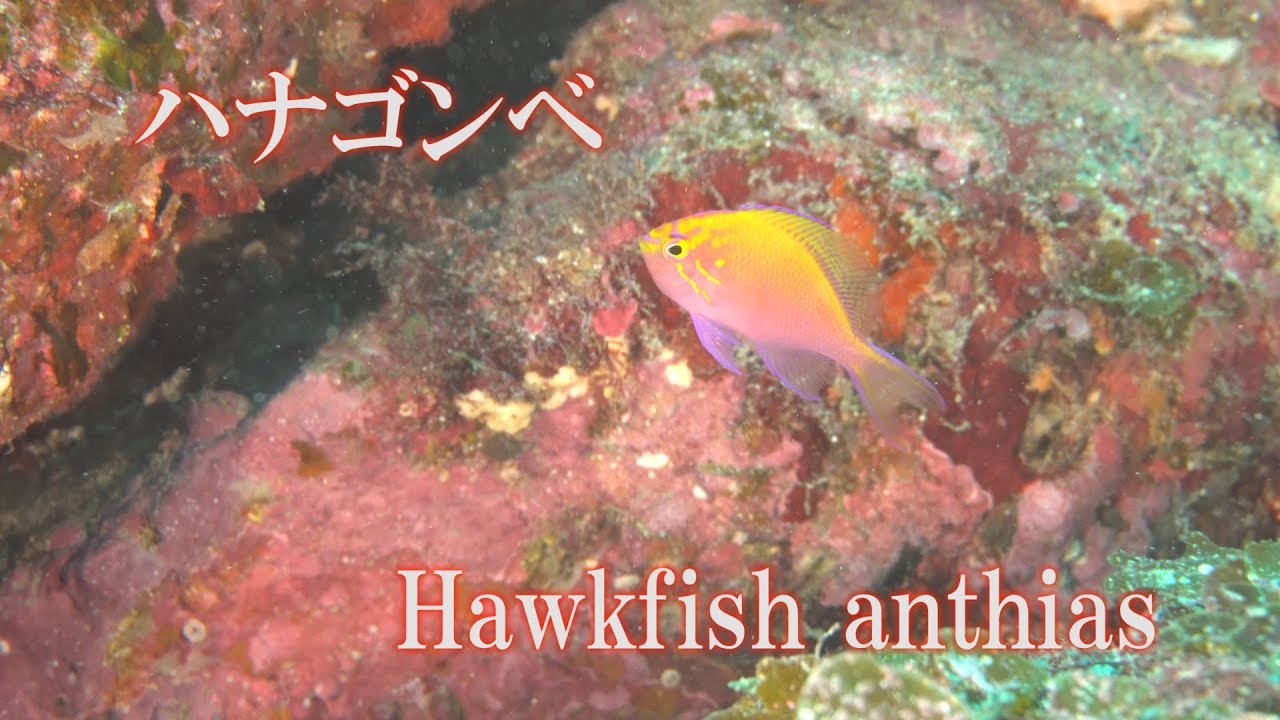 ハナゴンベ 綺麗 Hawkfish anthias Serranocirrhitus latus - YouTube