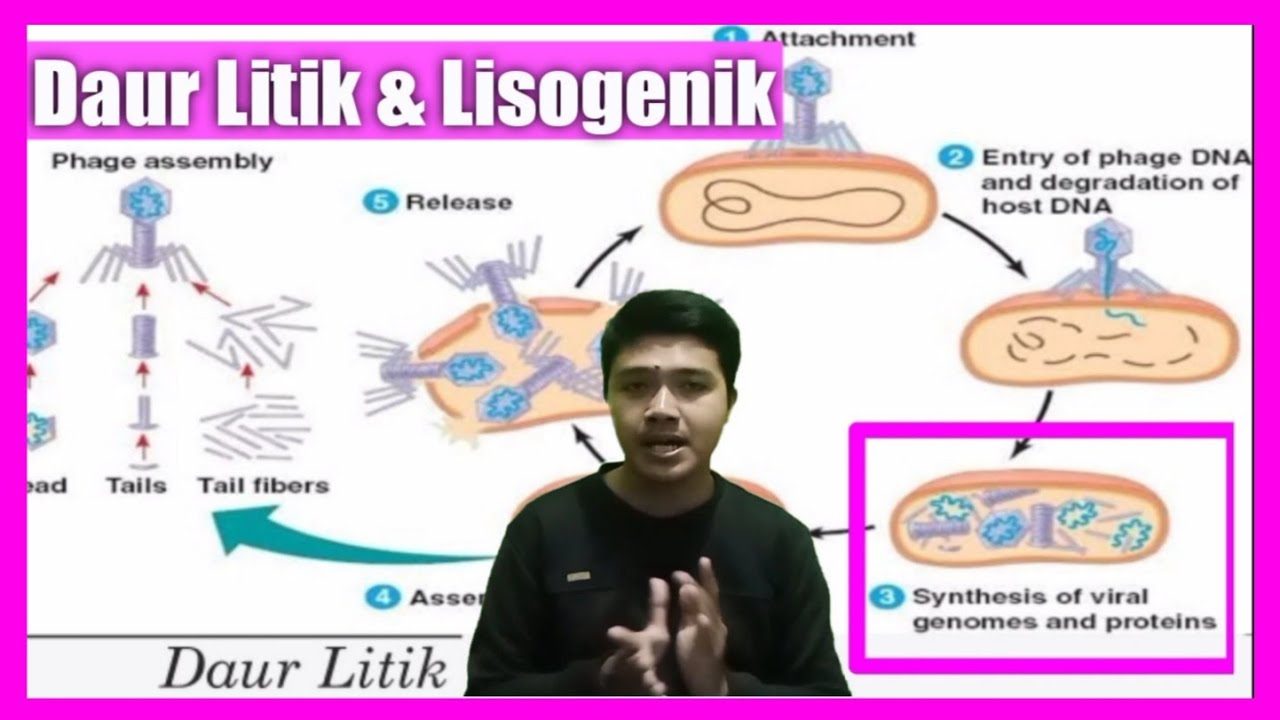 siklus litik dan lisogenik - YouTube