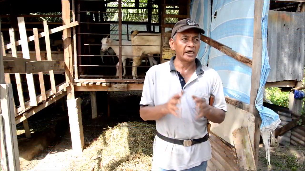 UCTC UPM : Program Transformasi Penternak Ternakan Ruminan di Kuala ...