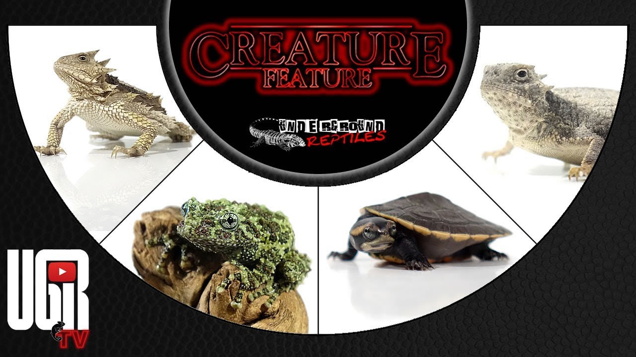 Creature Feature (July 2019) - YouTube