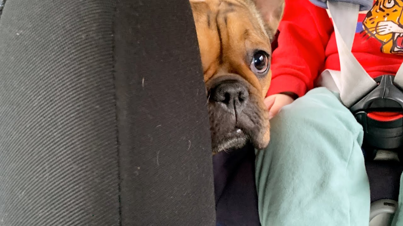 Bulldog his behavior. Funny dogs. - YouTube