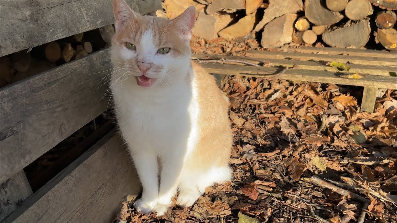 Peaceful stray cat meowing - YouTube