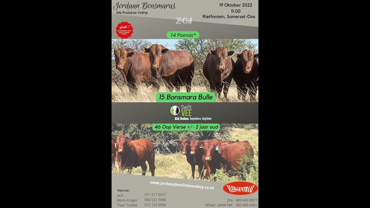 5de Produksie Veiling ZGJ 19 Oktober 2022 om 11uur - YouTube