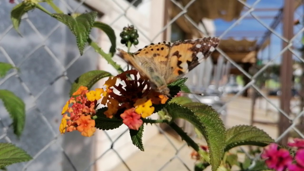Mariposa de cerca en la naturaleza - YouTube
