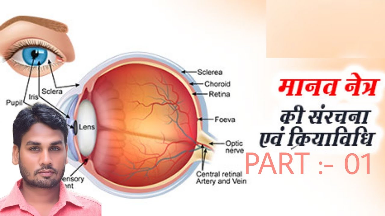 मानव नेत्र का संरचना एंड क्रियाविधि। Structure and machanism of Human ...