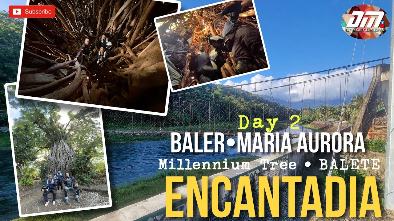 MILLENNIUM TREE , HANGING BRIDGE | BALER - MARIA AURORA | PHILIPPINES ...