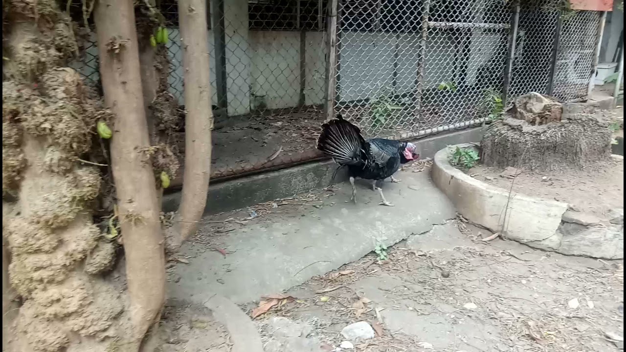 TURKEY VS ROOSTER - YouTube