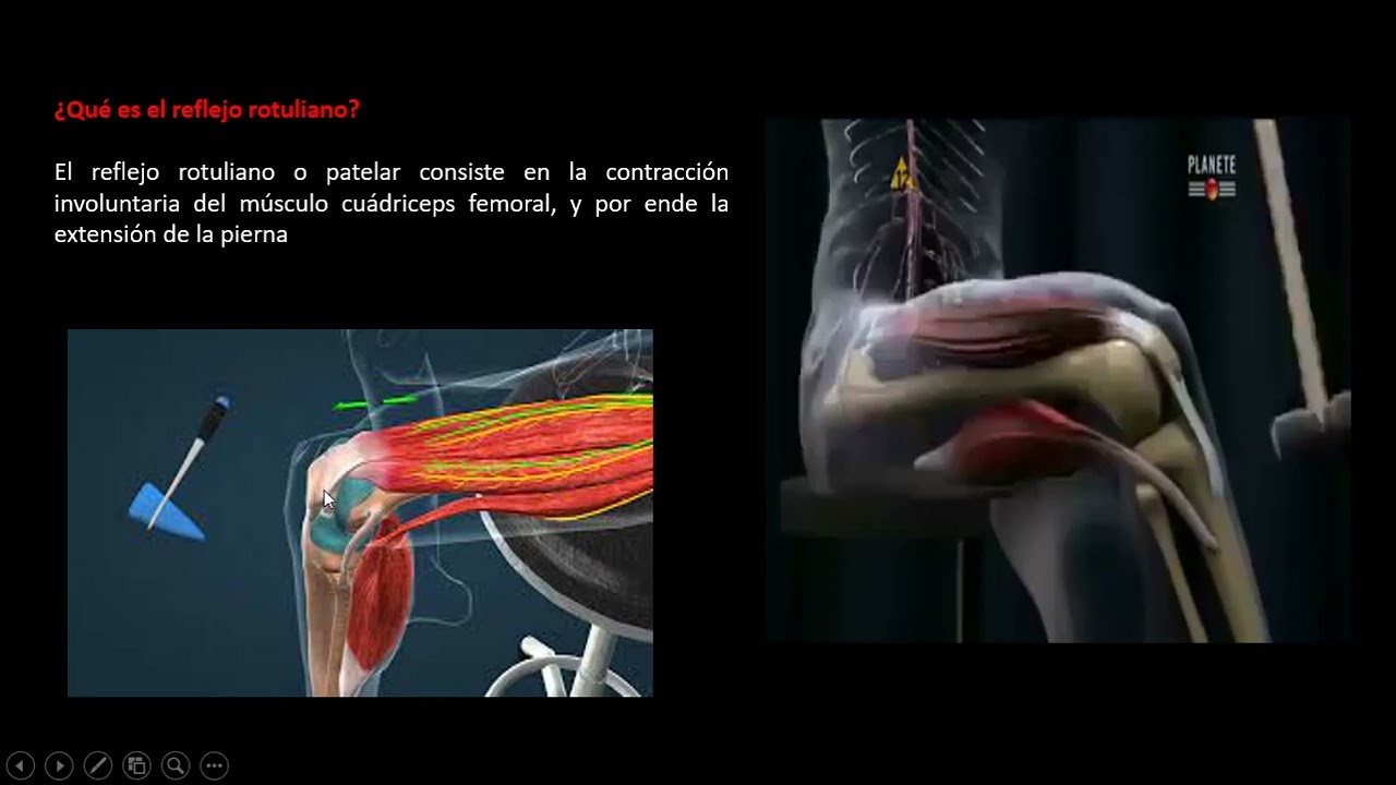 REFLEJO ROTULIANO - YouTube