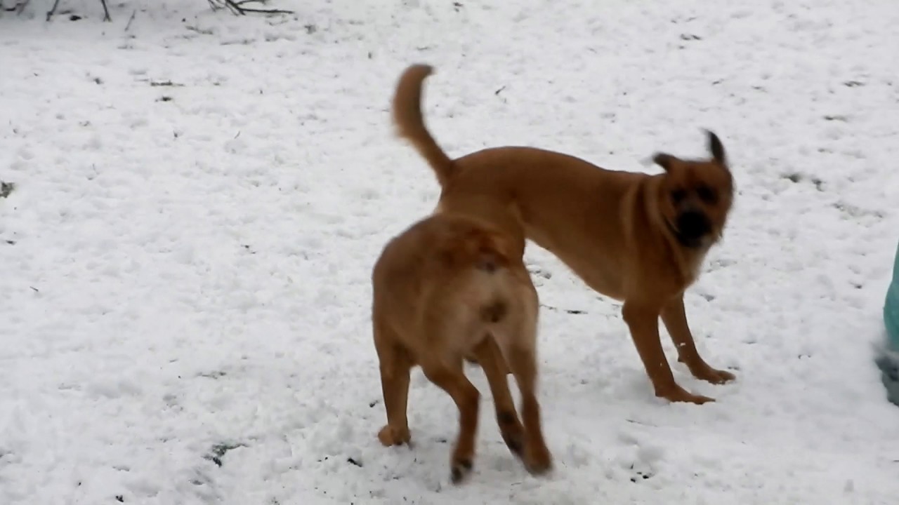 st weiler pups playing in snow - YouTube