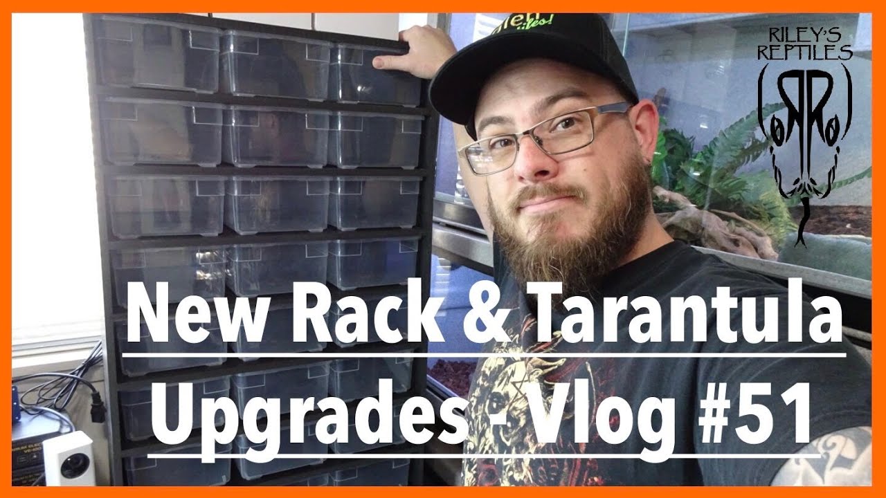 New Rack & Tarantula Upgrades - Vlog #51 - YouTube