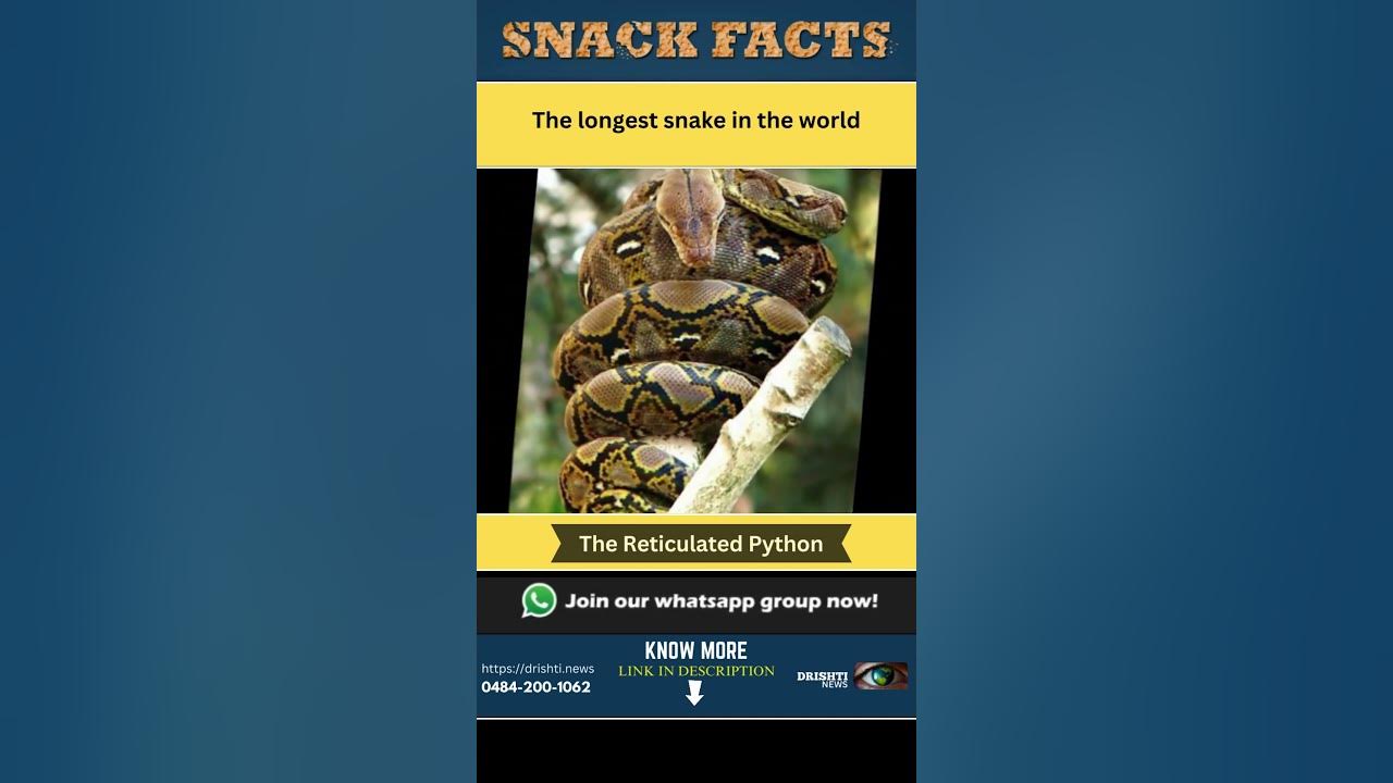 The Reticulated Python. To know more visit the link in comments 👇 - YouTube