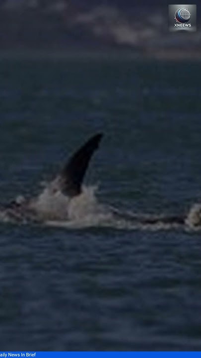There's something fishy about a recent sighting of an orca in a salmon 'hat' | CNN - YouTube