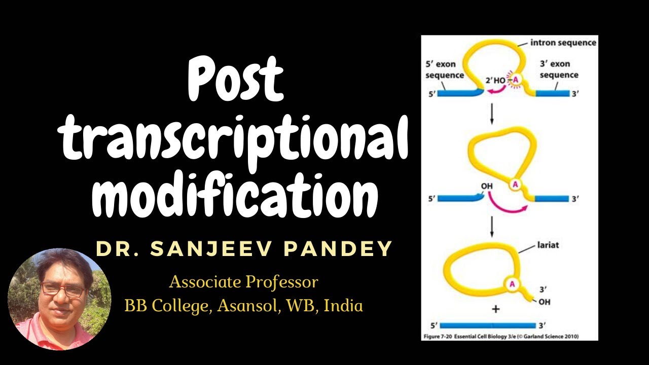 Post Transcriptional Modification (RNA processing) Post transcriptional ...
