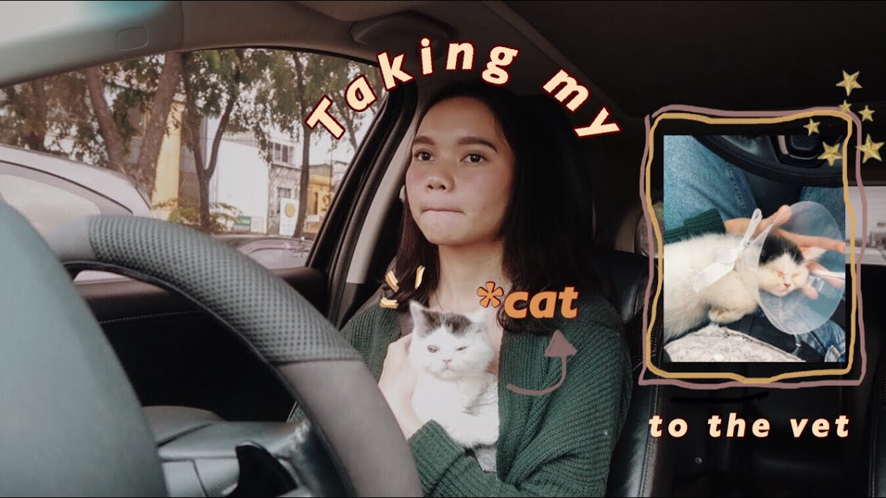 taking my cat to the vet🐱 - YouTube